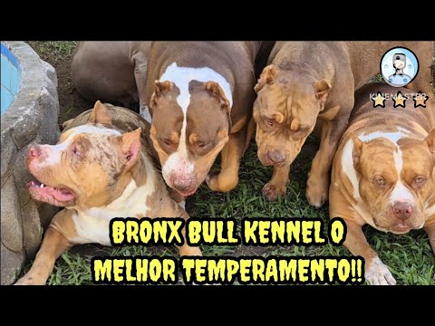 PITMONSTER COM O MELHOR TEMPERAMENTO , SO NO BRONX BULL KENNEL ...