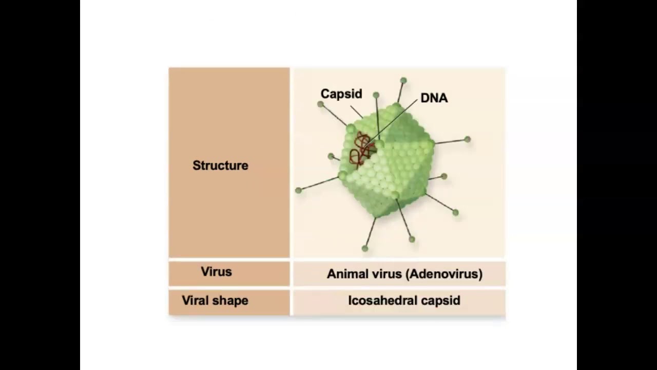 Bio 112 Viruses Part 1 - YouTube