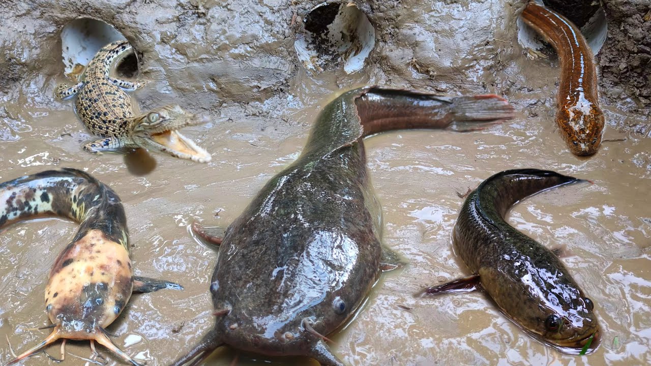 Menemukan Ikan Lele Monster Di Lubang Ikan Hias Ikan Koi Ikan Gabus