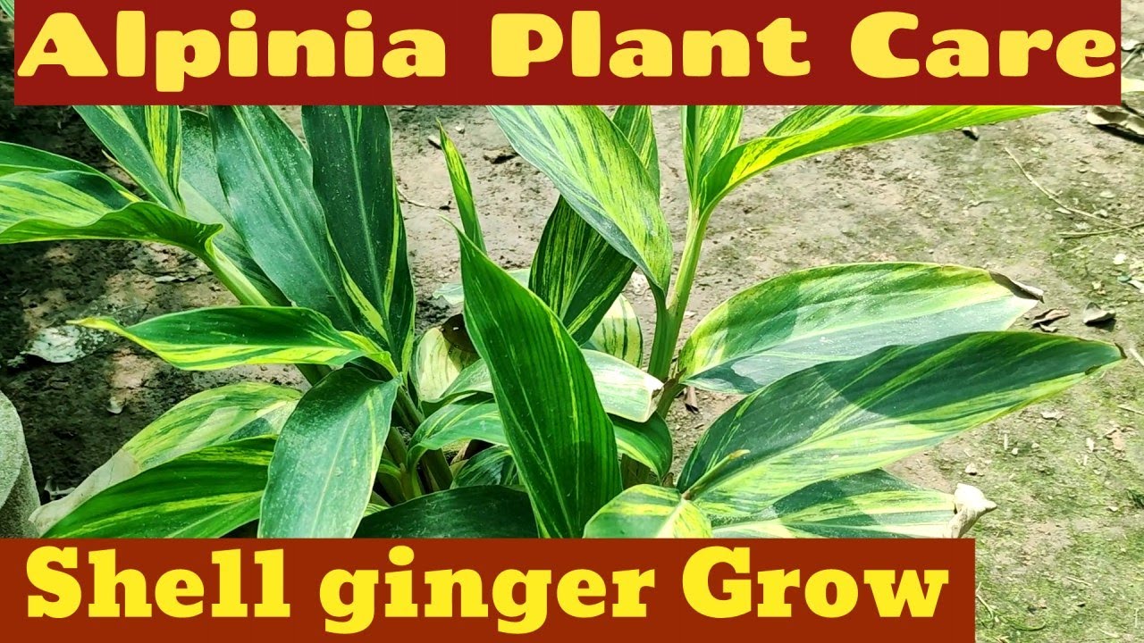 Alpinia plant or Shell ginger Plant care and Grow At Home. - YouTube