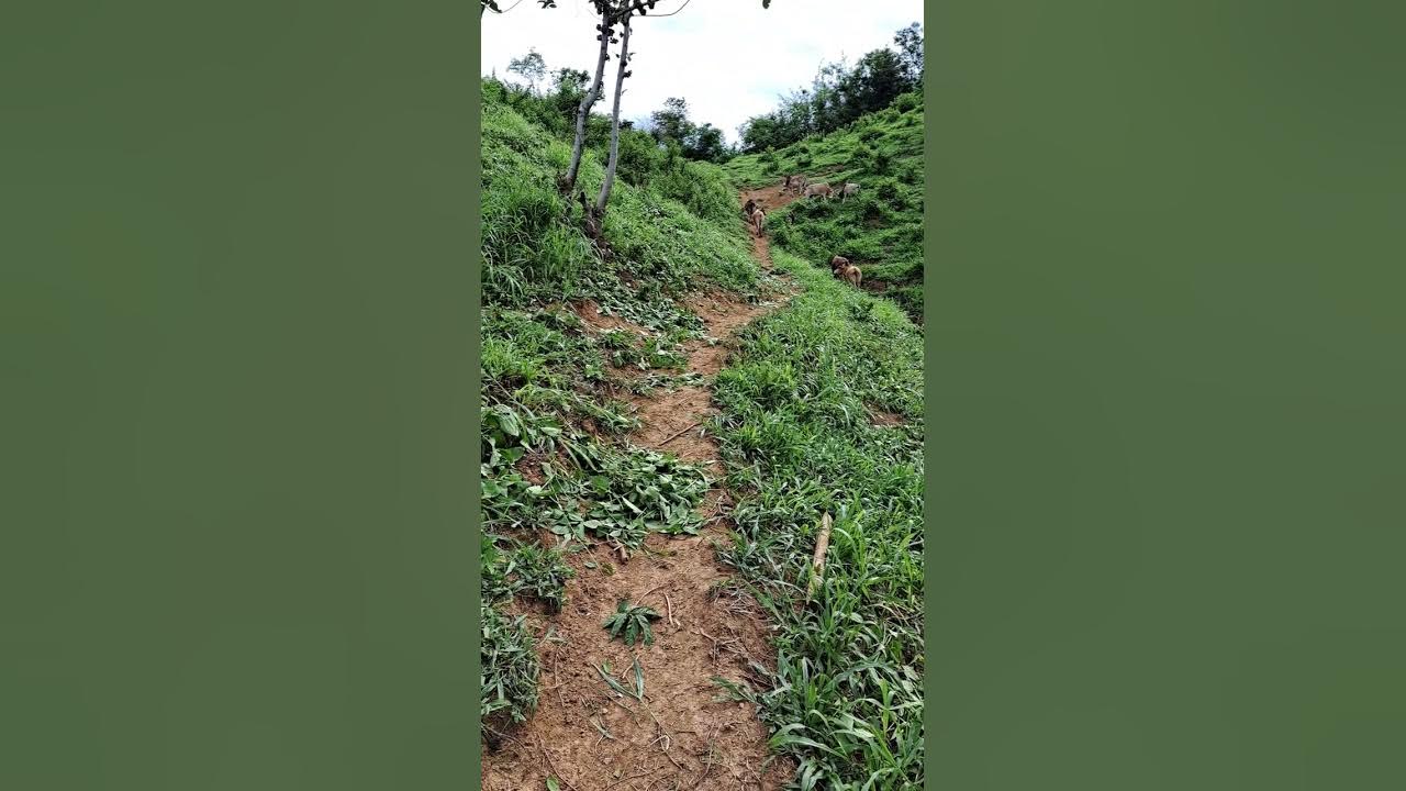 luaj nroj teb zaub nyuj - YouTube