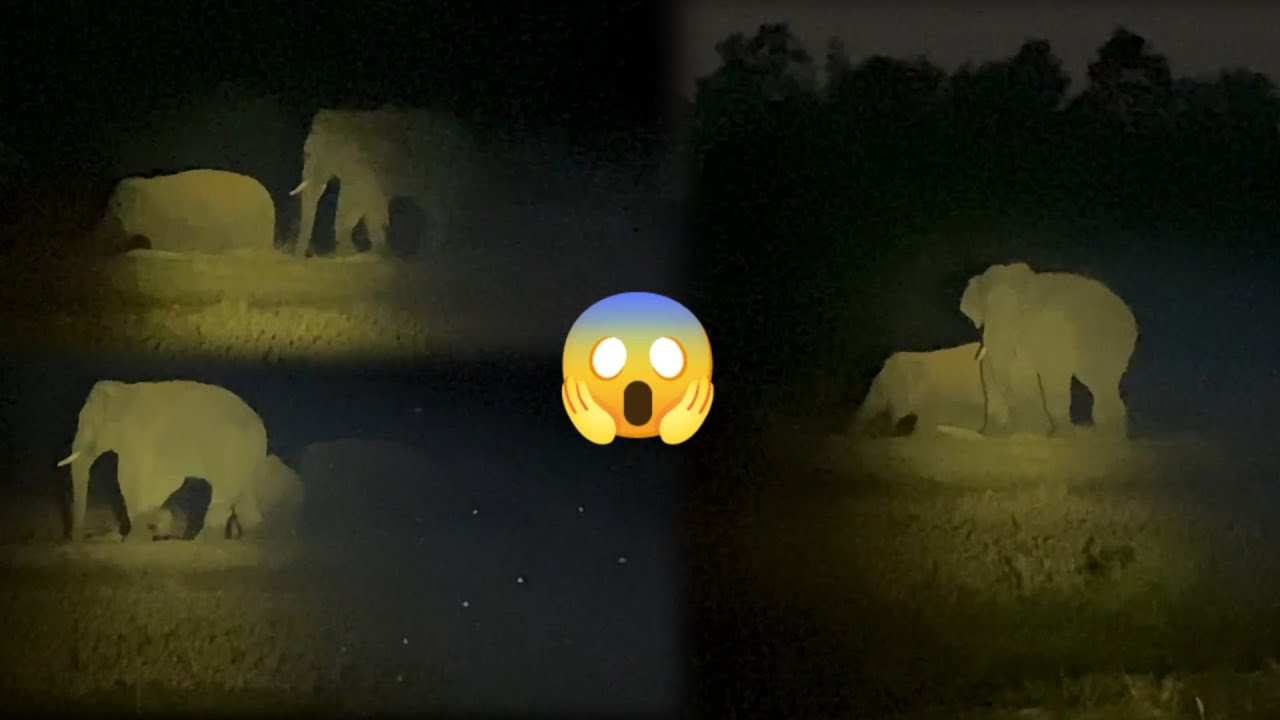 Night Elephant Video | Elephant Night Vision | Elephant Enter The ...