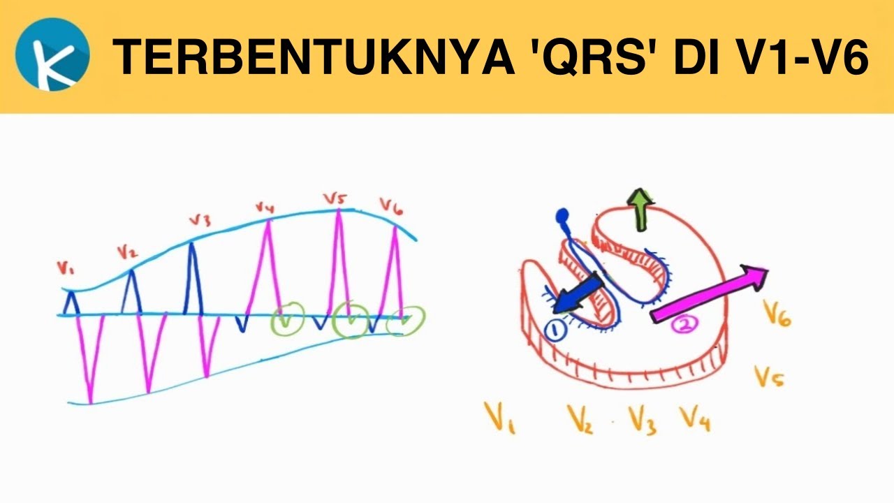 Kompleks QRS - Sadapan Prekordial - EKG Dasar (13/20) - YouTube