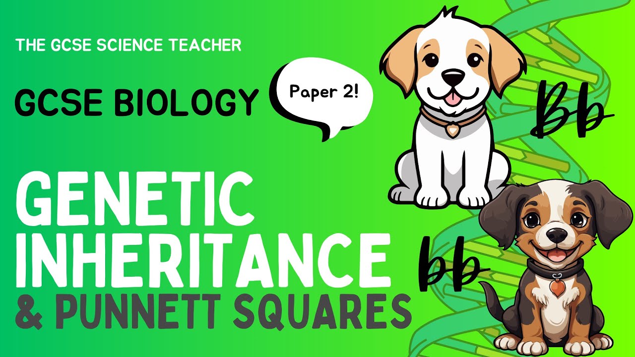 Genetic Inheritance & Punnett Squares (GCSE Biology) | The GCSE Science ...