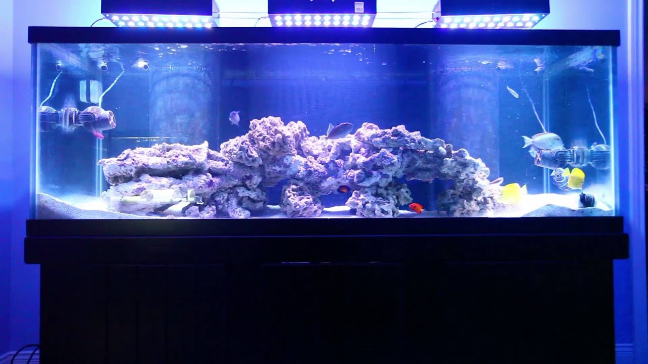 180 Gallon FOWLR - YouTube