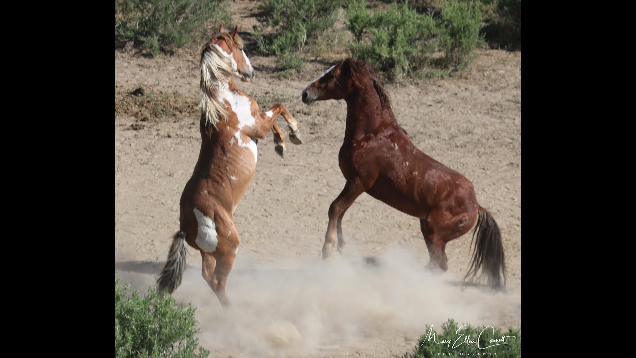 Wild Mustang Encounters in the Sand Wash Basin June 2020 - YouTube