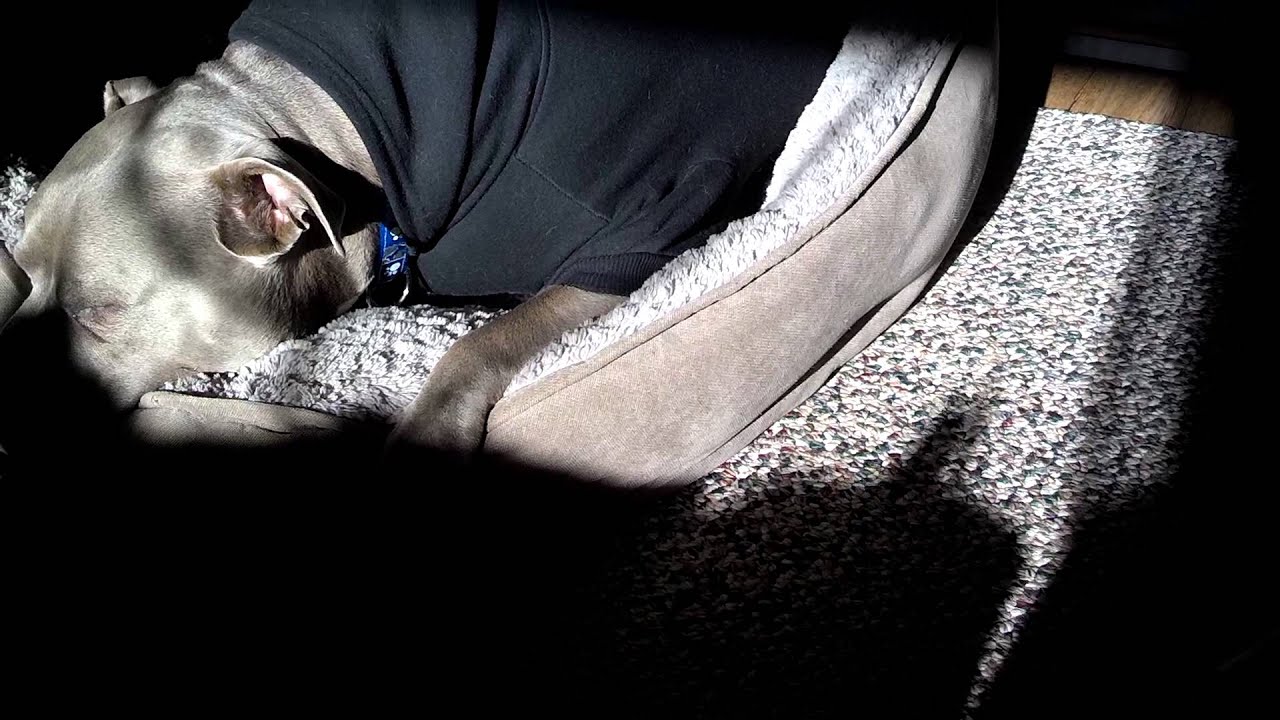 Anakin pitbull sleeping in Sun - YouTube