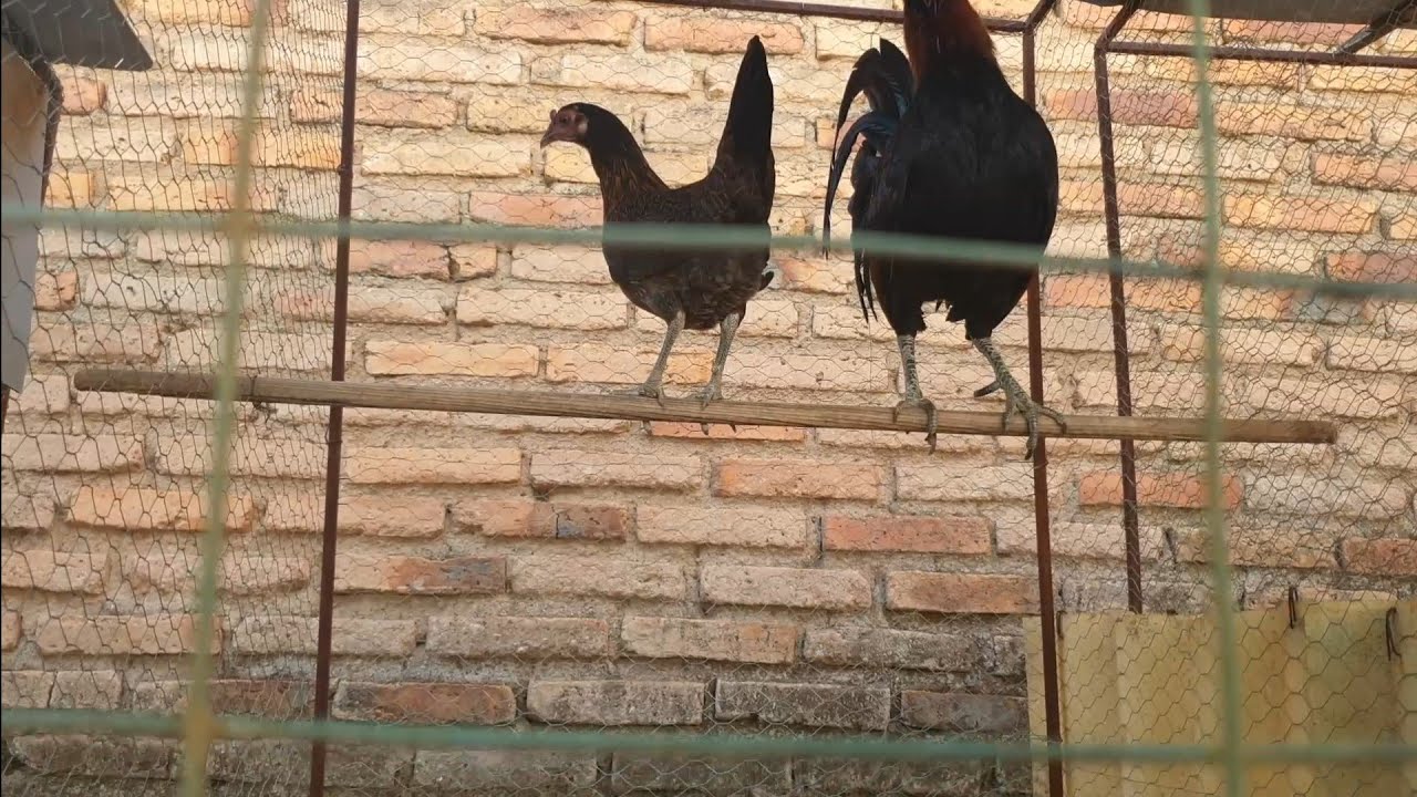 Ya puso la gallina asil cobra que me regalaron - YouTube
