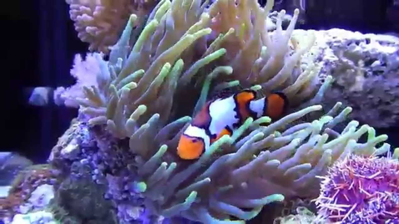 Innovative Marine 30 Gallon Reef Tank - YouTube