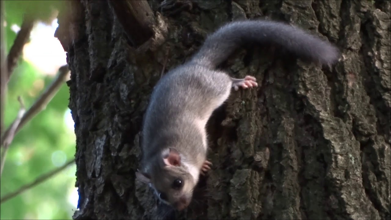 Plch velký - YouTube