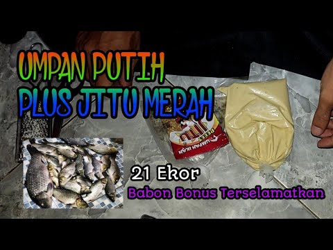 UMPAN PUTIH IKAN MAS PLUS JITU MERAH - YouTube