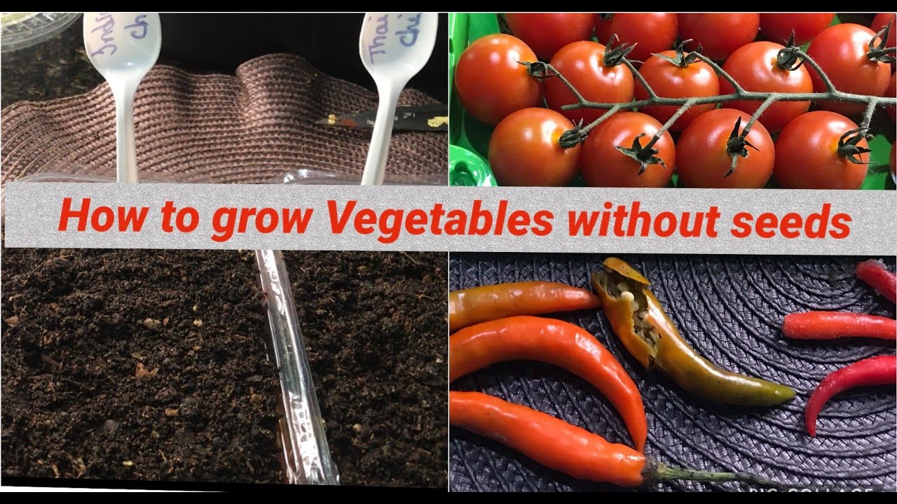How to grow vegetables without seeds | విత్తనాలు లేకుండా కూరగాయలు ...