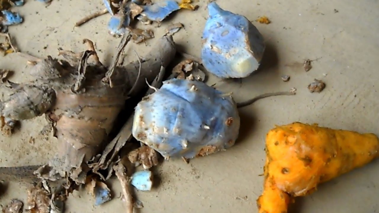 One of the costliest & rarest herb found on Earth – Black Turmeric ...