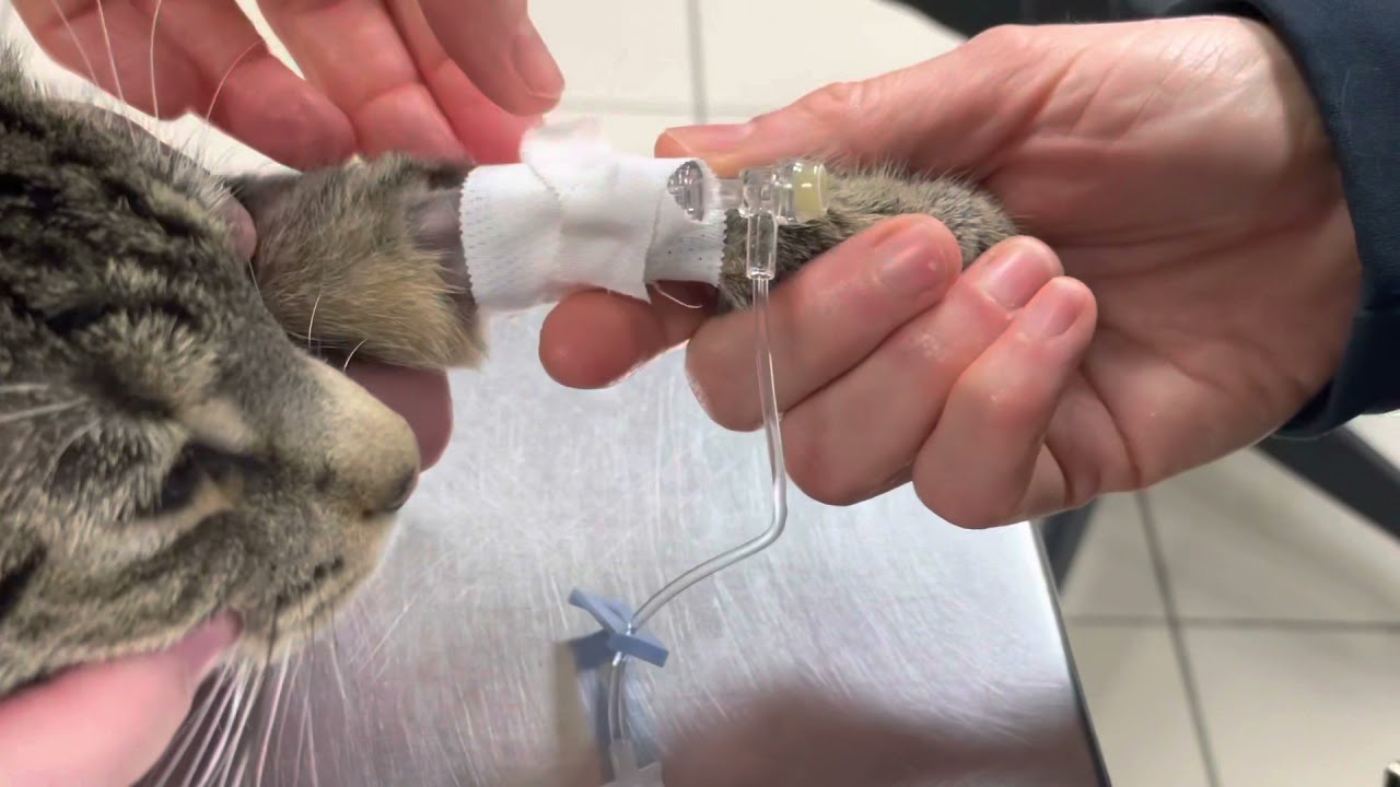 IV Catheter Placement - YouTube