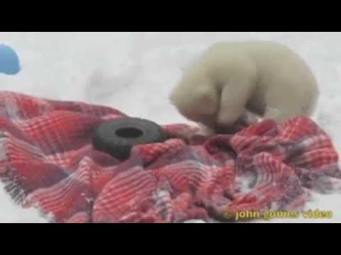 Polar bear cub orphan plays at Alaska Zoo - YouTube