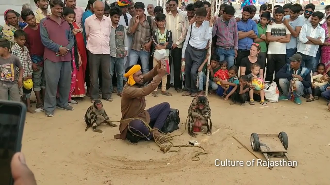 मजा आ गया भाई Rajasthani bandar bandariya ka khel Monkey drama - YouTube