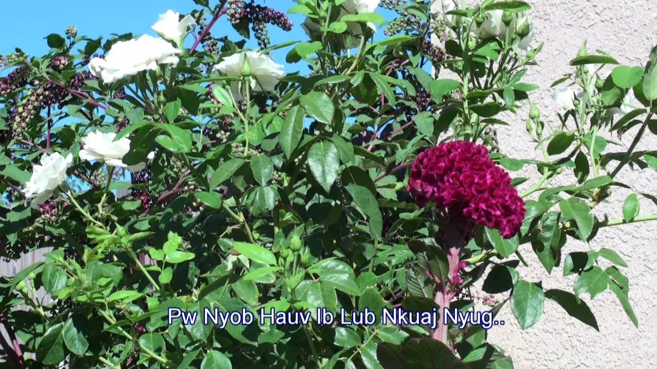 Maiv Huas Hawj: Lub Hnub Qub - YouTube