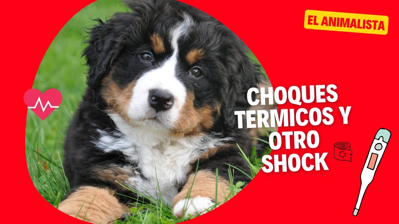 Choques o shock mortales que pueden llegar afectara tu perro - YouTube