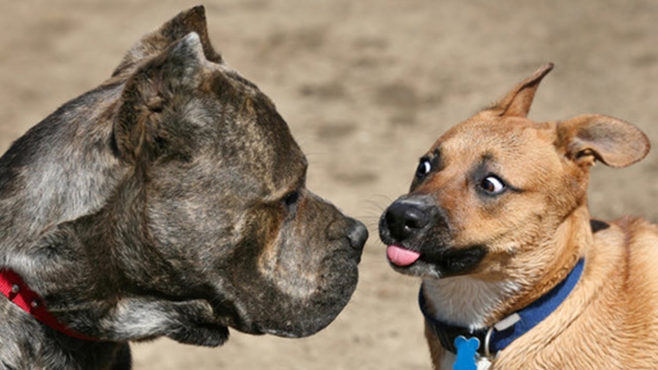 Funniest Dogs of ALL TIME - Try Not To Laugh! 😂 - YouTube