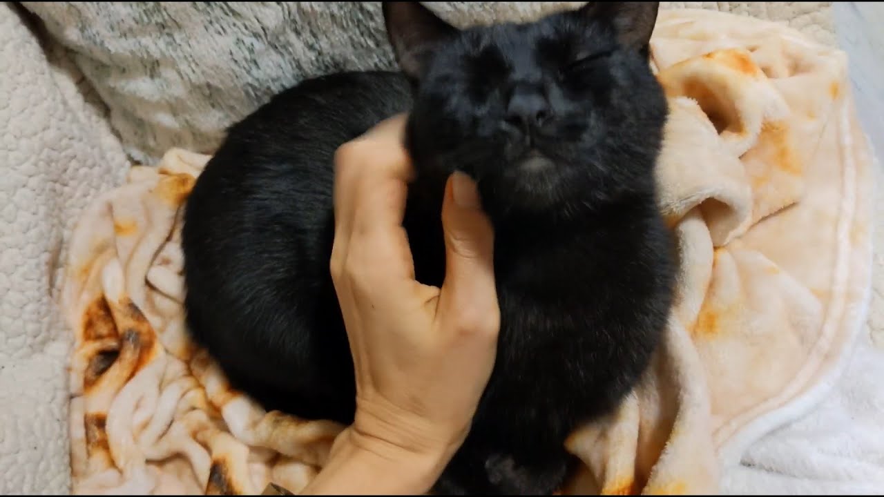 A day in the life (with cats) 😽🥰 - YouTube