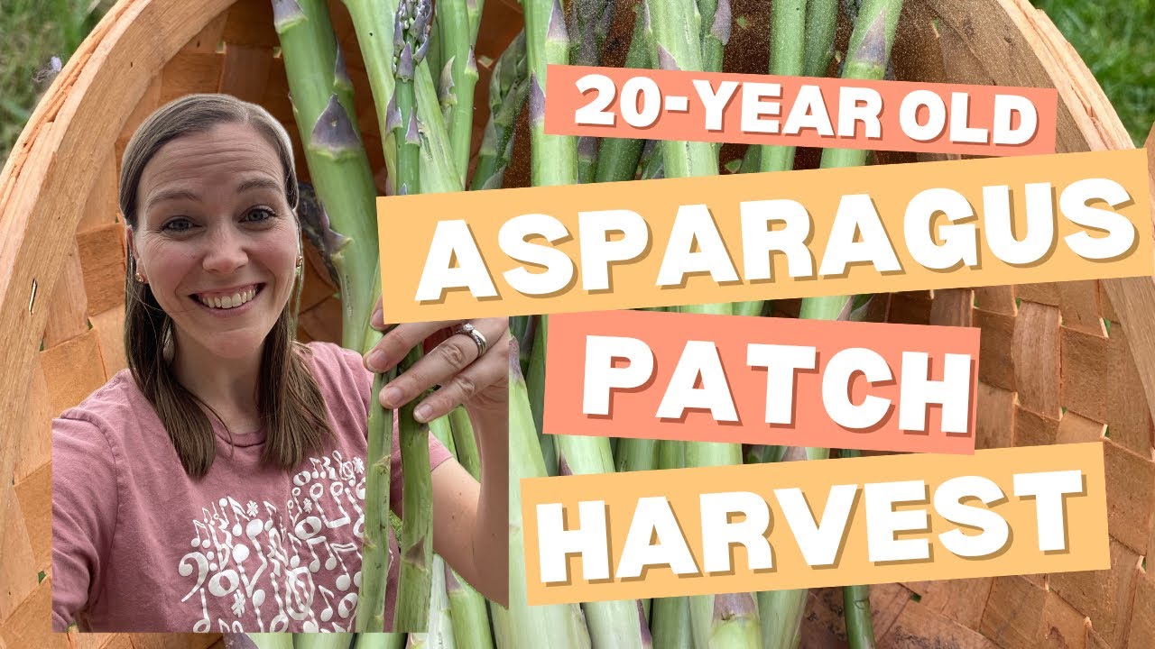 Harvesting Asparagus from a 20-Year-Old Patch—The Best Deal Ever! 🌱 ...