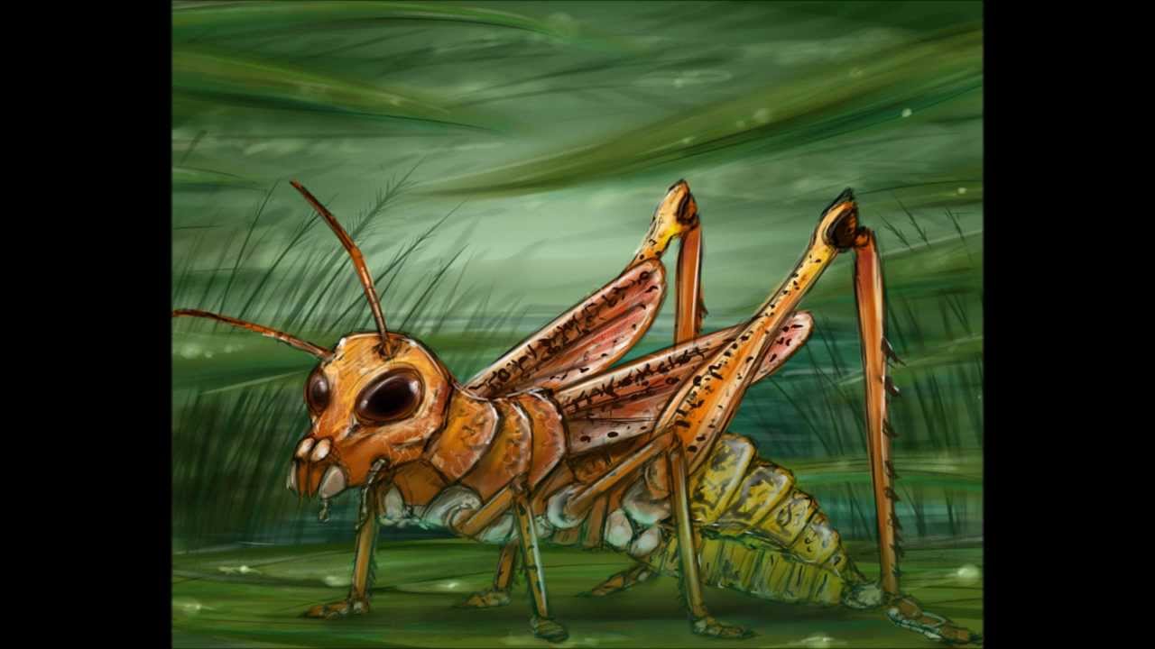 BUGS: Cricket - Joshua Mas - YouTube