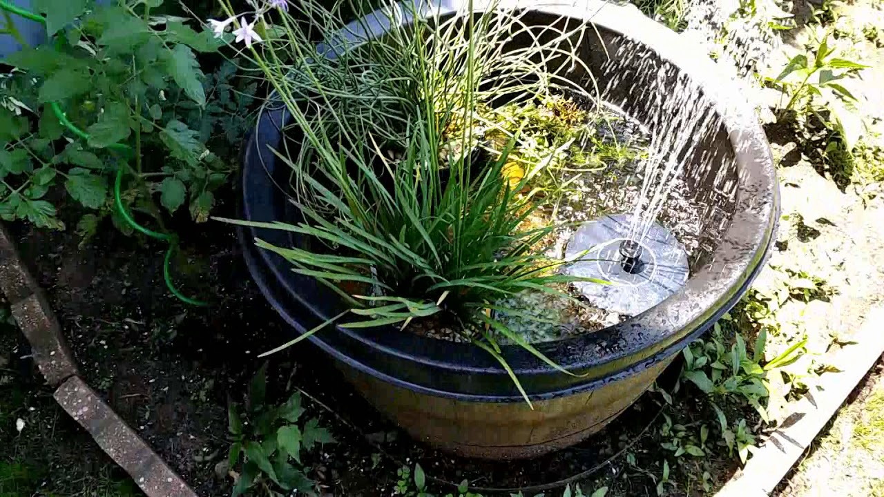 Jim's fish room update "A Summer fish pond experiment" 6/6/19 - YouTube