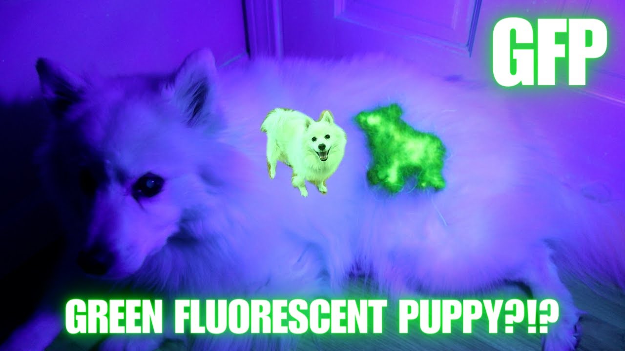 Green Fluorescent Puppy - Dyeing My Dog's Fur with Acid Dyes (Dyeing ...