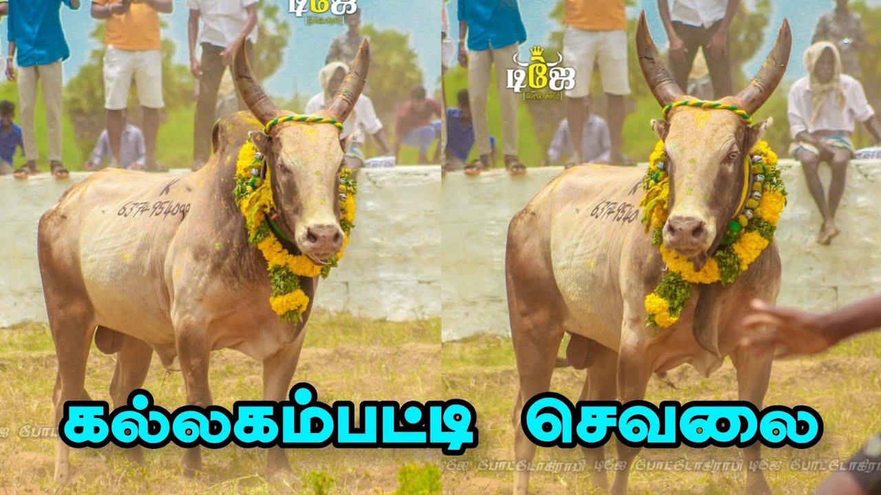 கல்லகம்பட்டி செவலை சிறப்பான விளையாட்டு Kallakampatti sevalai - YouTube