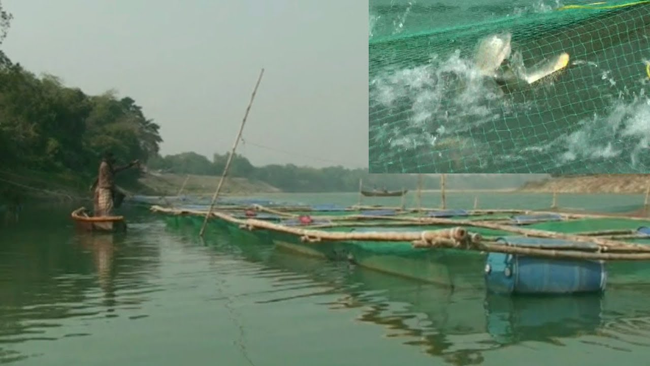River Amazing Fishing in Bangladesh । নদীর বুকে ভাসমান খাঁচায় মাছ চাষ ...