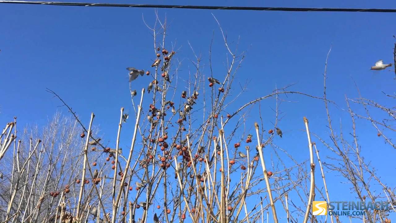 The Sounds Of Spring? - YouTube