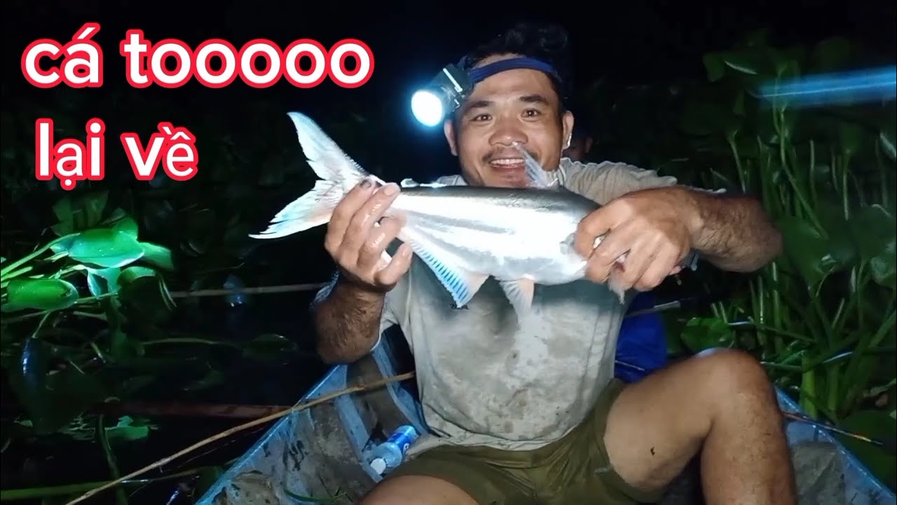 cá tooooo lại về @chautranlong4533 - YouTube