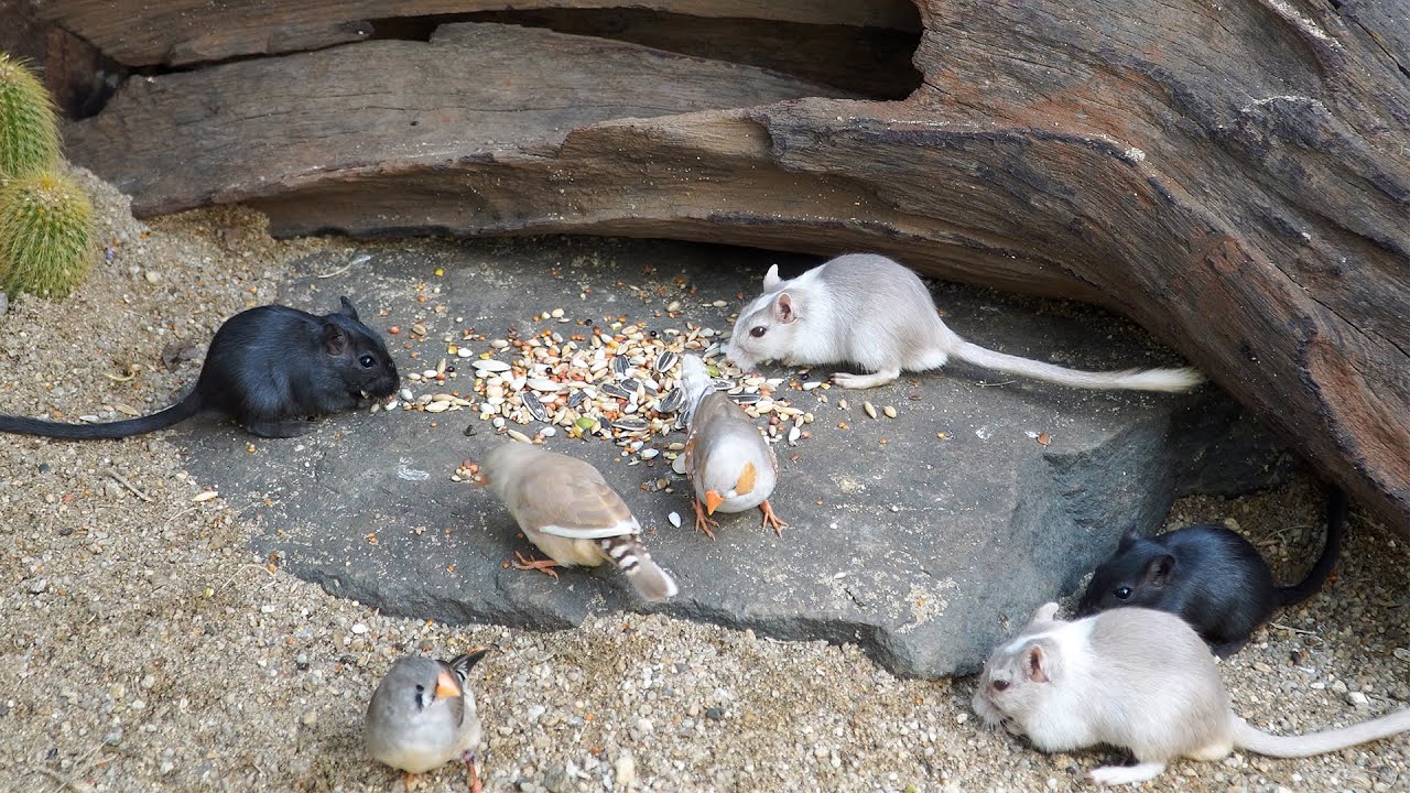 Cat TV for cats to watch mouse digging burrows in sand and squeaking 24 ...