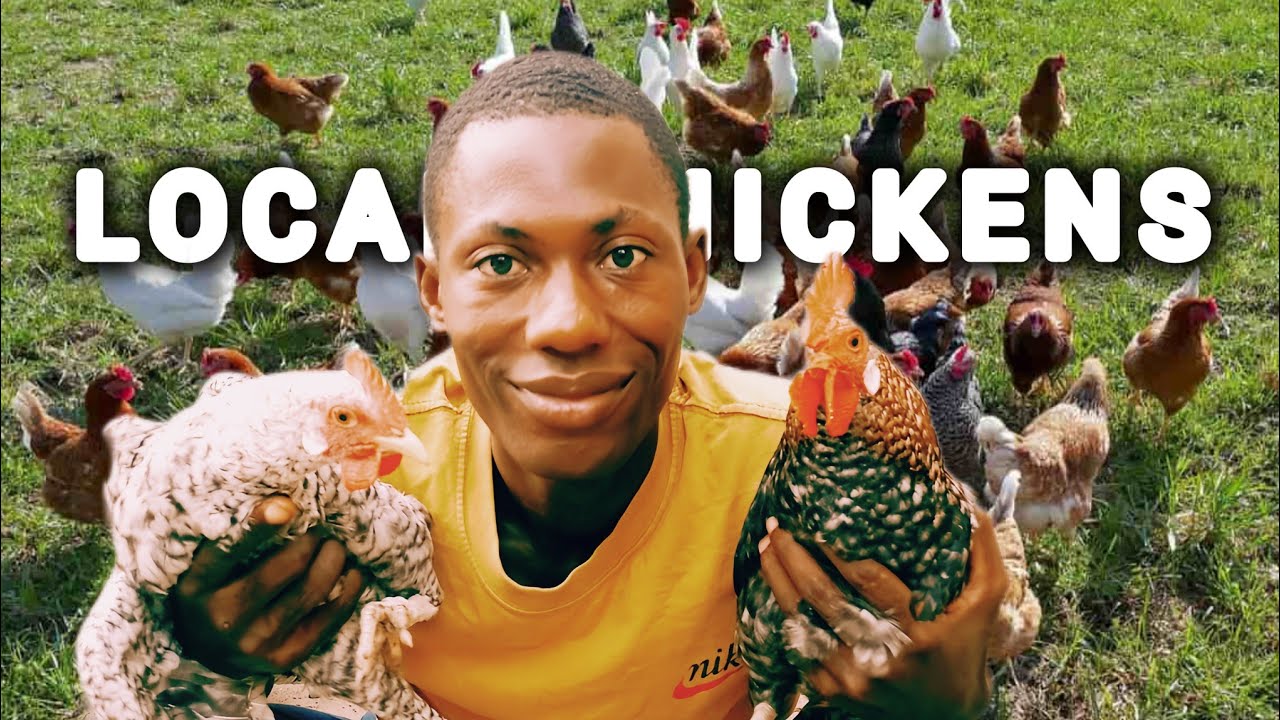 HOW TO START A SUCCESSFUL LOCAL CHICKEN FARM : 10 - 1000 CHICKENS - YouTube