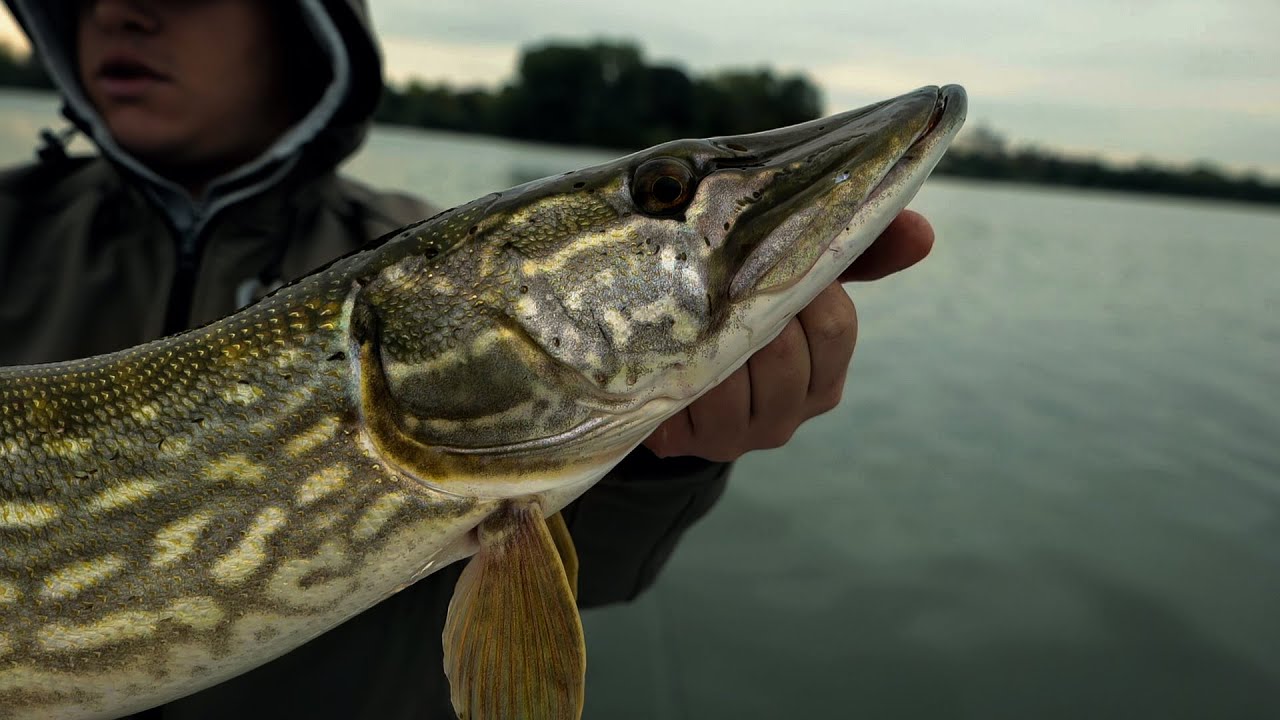 PIKE FISHING ITALY EP.1 - Pesca al luccio a spinning - YouTube