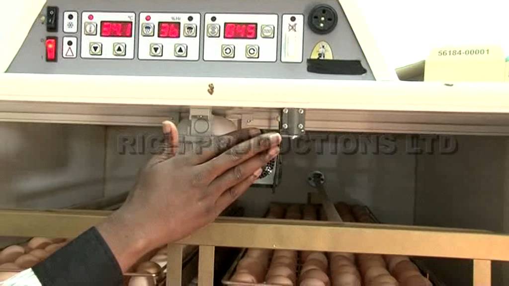 VIJANA IN ACTION : CHICKSWAY POULTRY KENYA - YouTube