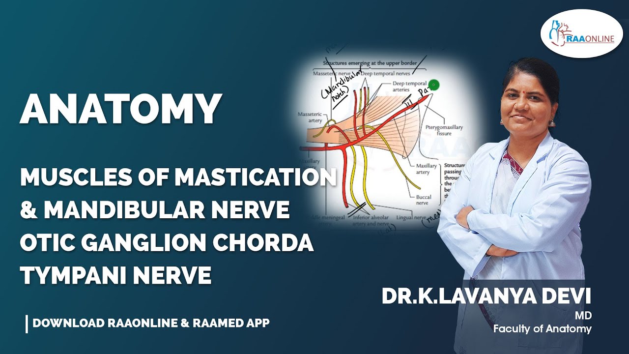 Muscles of Mastication & Mandibular Nerve Otic Ganglion Chorda Tympani ...