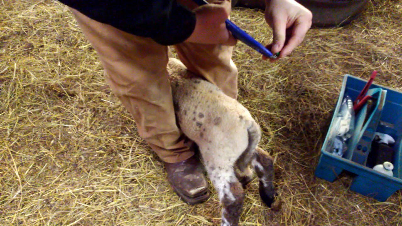 Speck lamb doctoring - YouTube