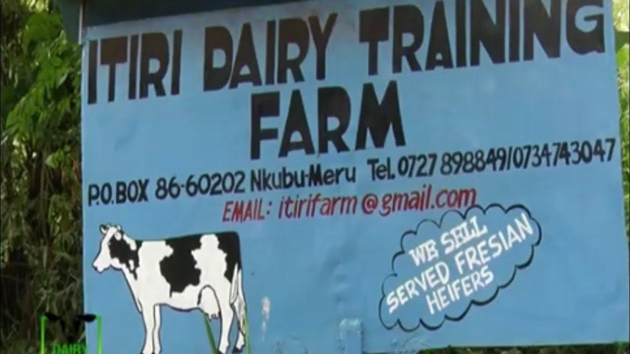 Requirements to run a successful dairy farm - Itiri farm 2 - YouTube