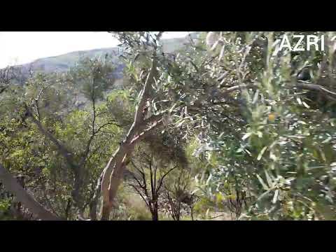 azri idourar narif nag zanaya