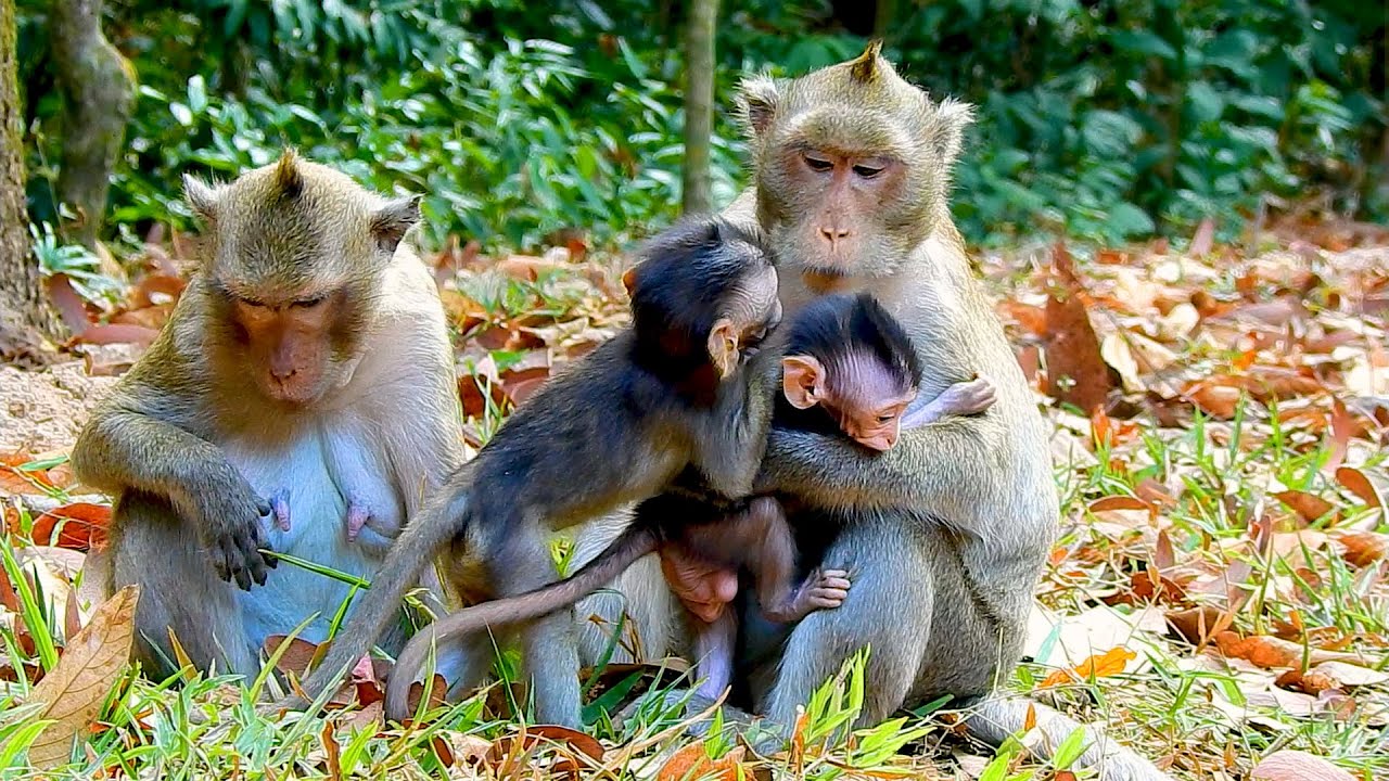 P-oor Little Baby Tries To Lure Other Mom Monkey For Hugs, Kissing and ...