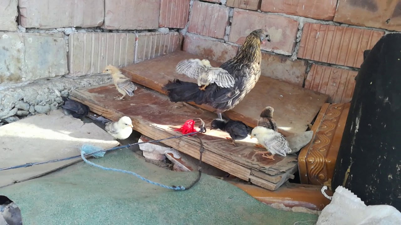 Closca cu pui - YouTube