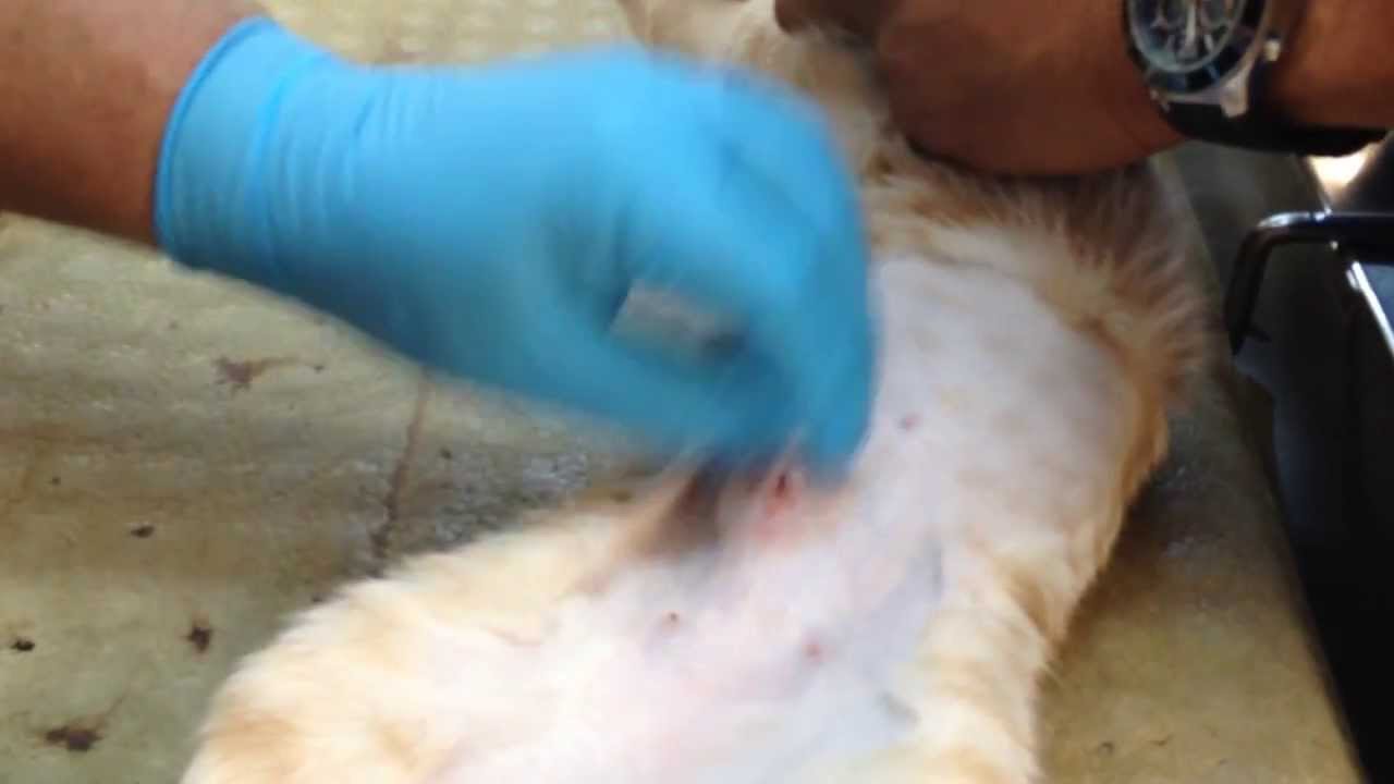 PUScam!!!! Bad owner kitty with seroma from E-collar removal after OHE ...