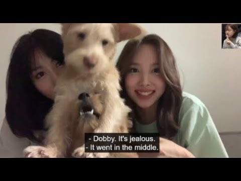 [ENG] TWICE Nayeon & Momo playing with Boo and Dobby (Jealous Dobby)🥰 ...