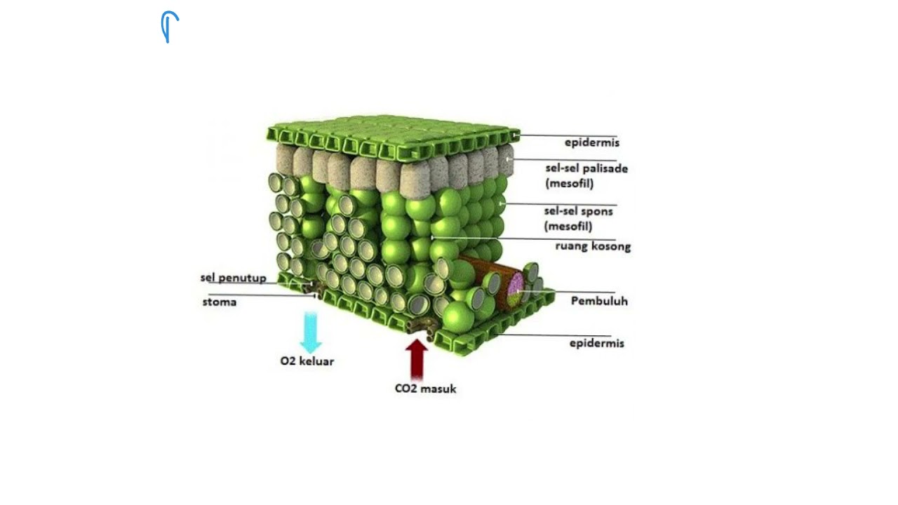 Rambut atau bulu akar hanya terdapat pada bagian akar yang masih muda ...