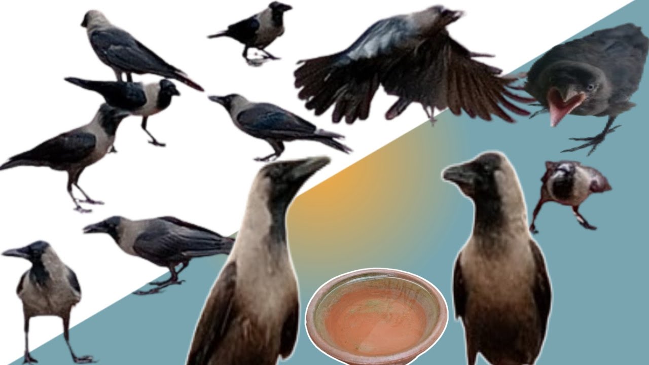 Best Crow Feeding Video Morning 🐦‍⬛🐦🌄| Crow Feeding Video With Crow ...