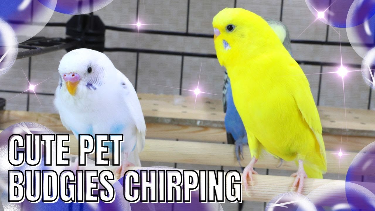 CUTE PET BUDGIES CHIRPING #birdsounds #budgies #parakeet #cute #pets # ...