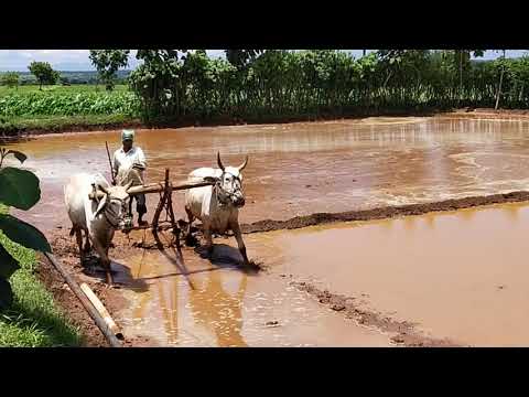 Traditional method of Puddling for paddy - YouTube
