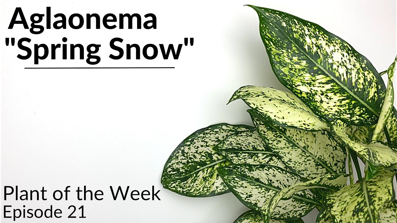 How To Care For Aglaonema "Spring Snow" | Plant Of The Week Ep. 21 ...