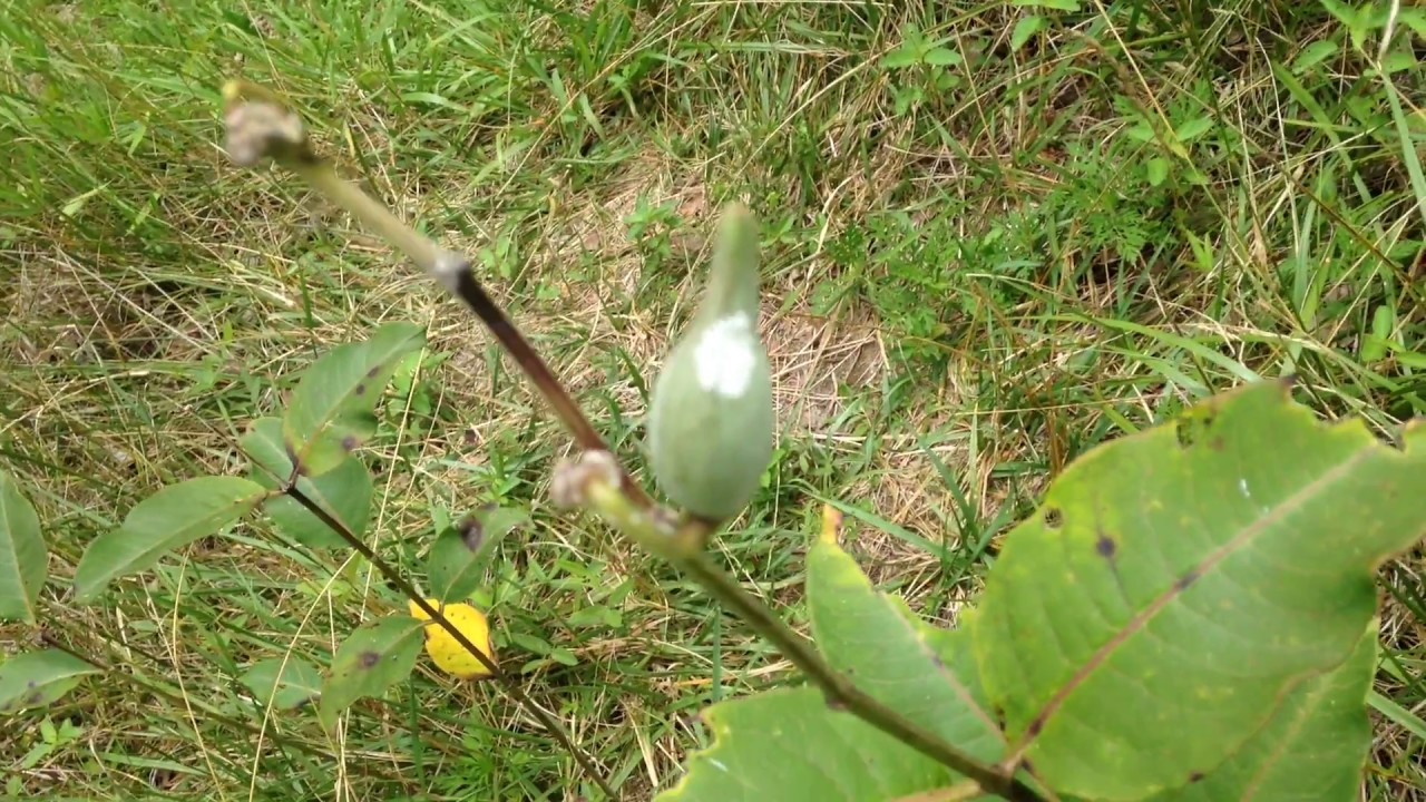Comparing Milkweed Seed Pod with Dogbane Seed Pods - YouTube